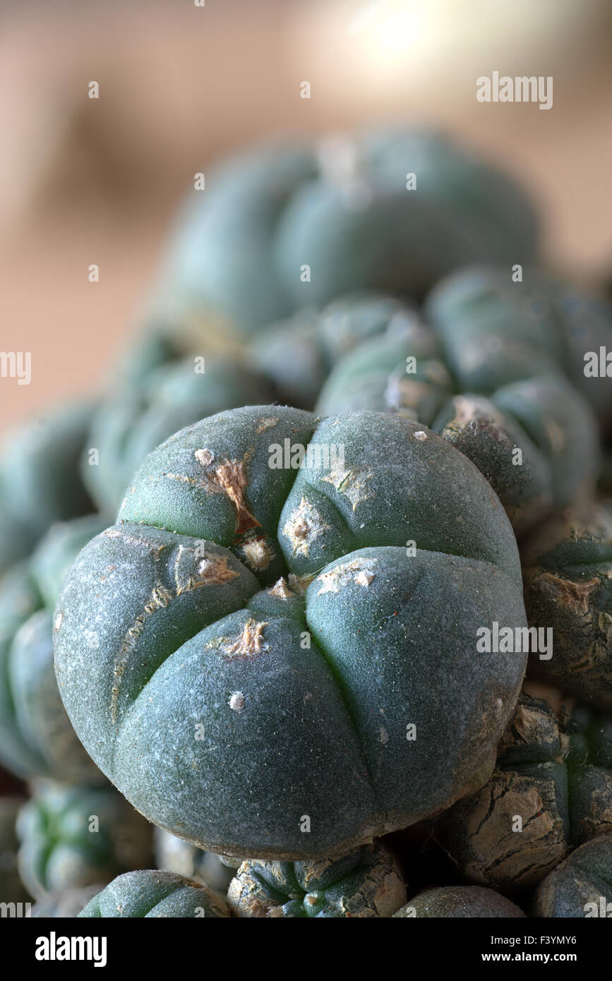 Peyote cactus lophophora williamsii -Fotos und -Bildmaterial in hoher ...