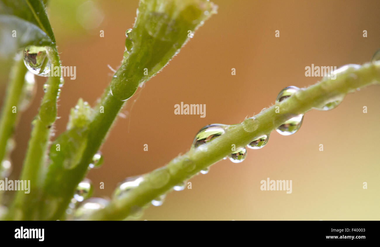 Close up wassertropfen -Fotos und -Bildmaterial in hoher Auflösung – Alamy