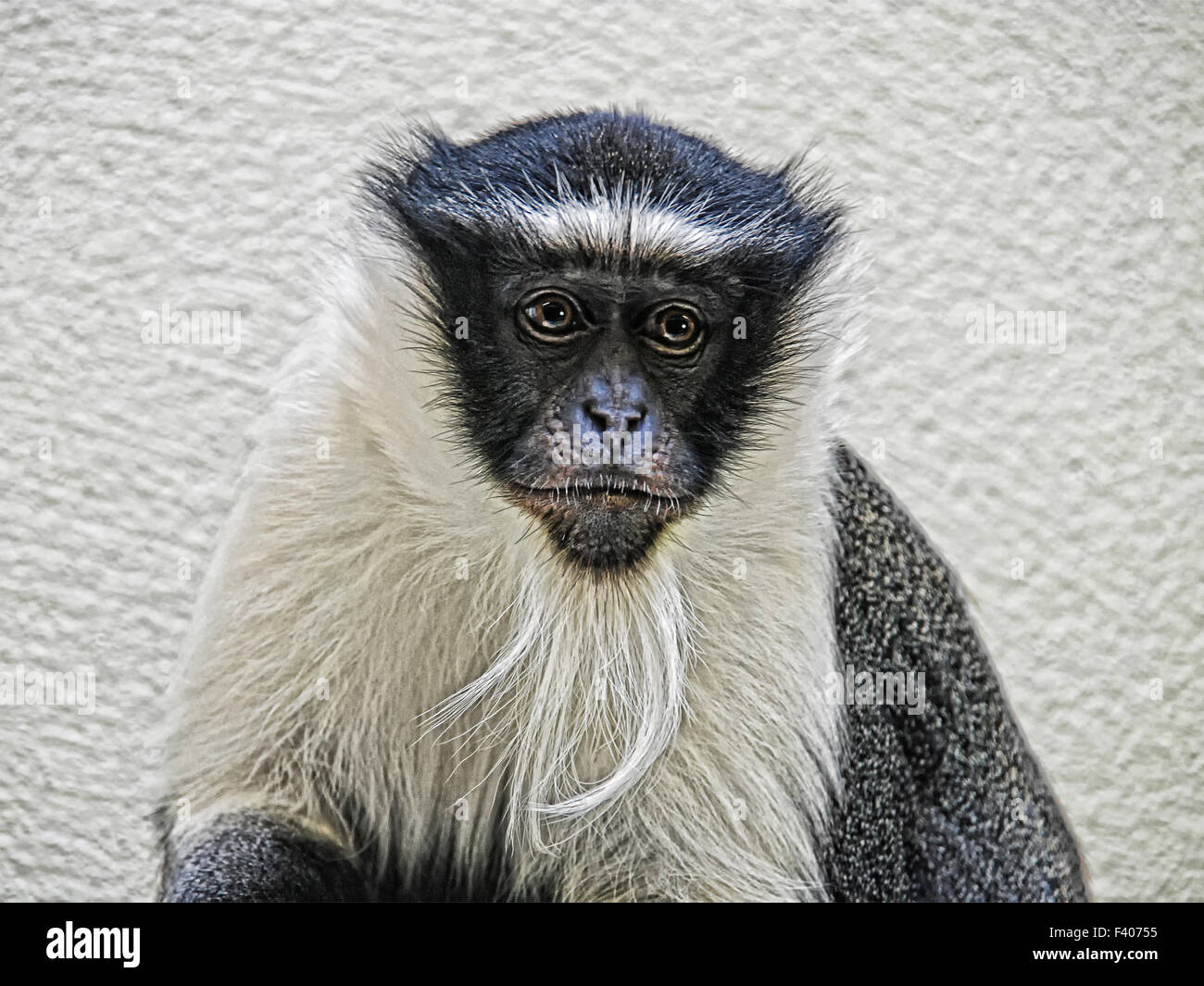 Cercopithecus roloway -Fotos und -Bildmaterial in hoher Auflösung – Alamy