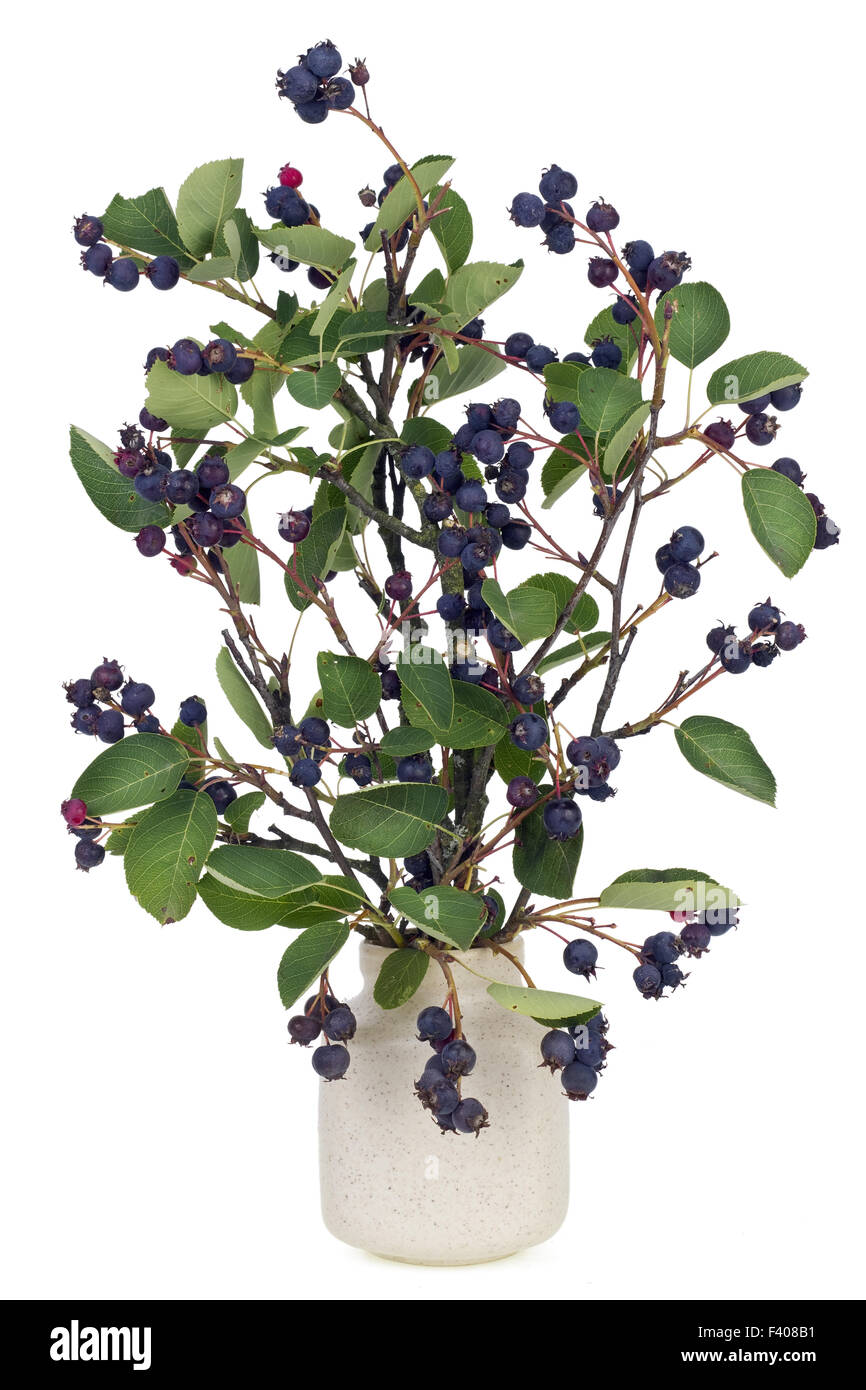 Beeren wald -Fotos und -Bildmaterial in hoher Auflösung – Alamy