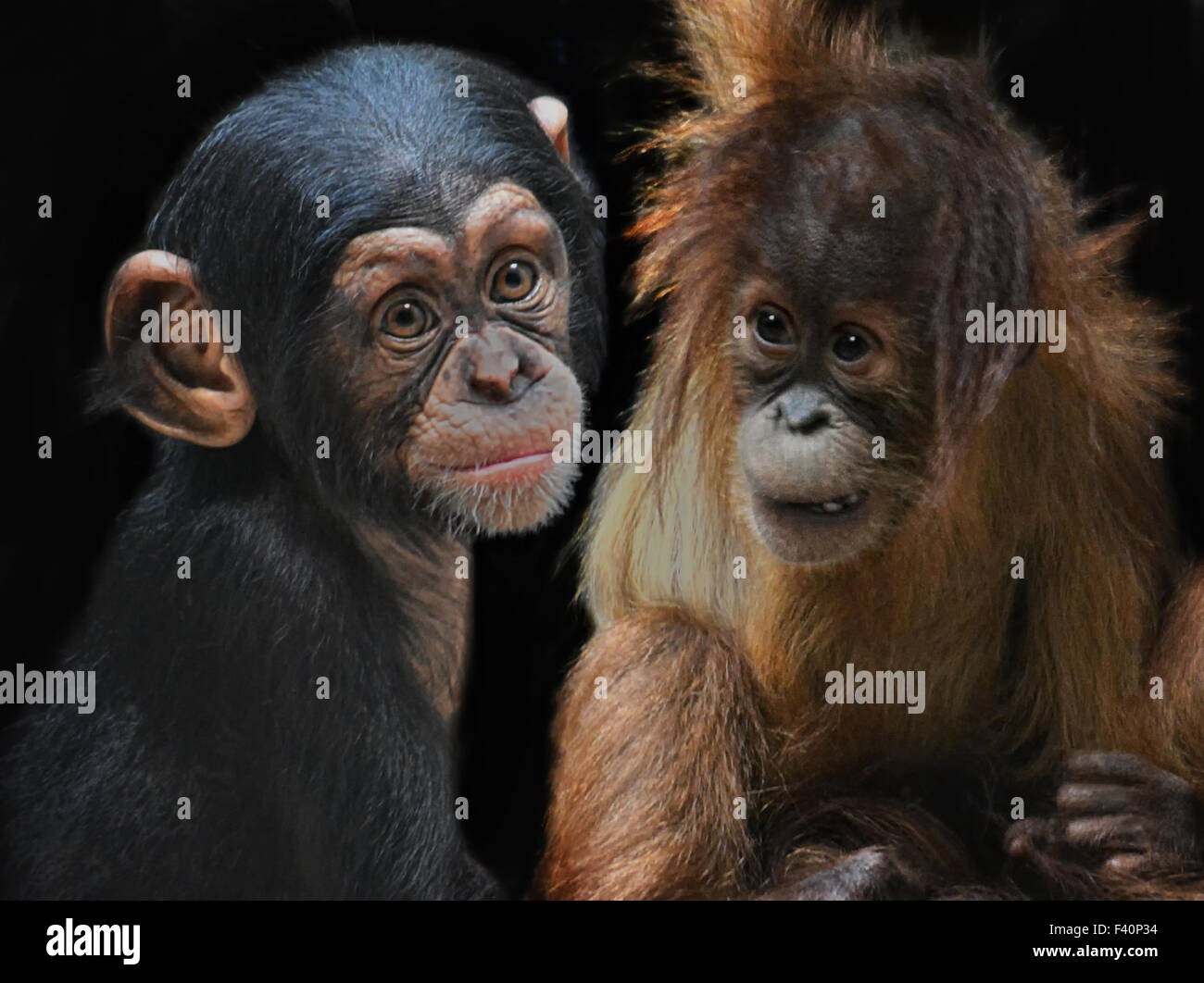 Chimpanzee evolution -Fotos und -Bildmaterial in hoher Auflösung – Alamy