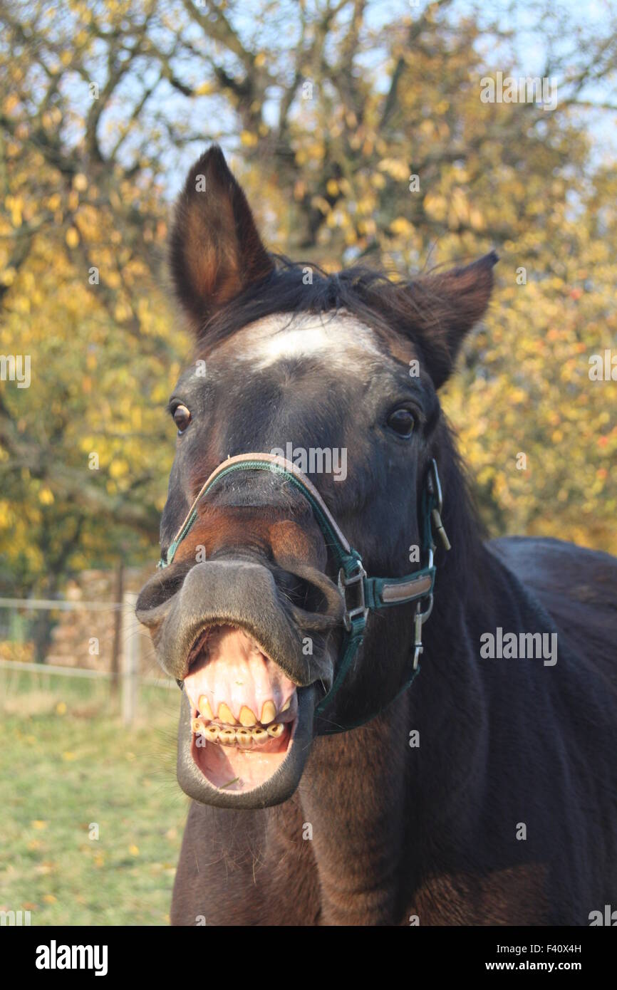 Flehmen horse -Fotos und -Bildmaterial in hoher Auflösung – Alamy