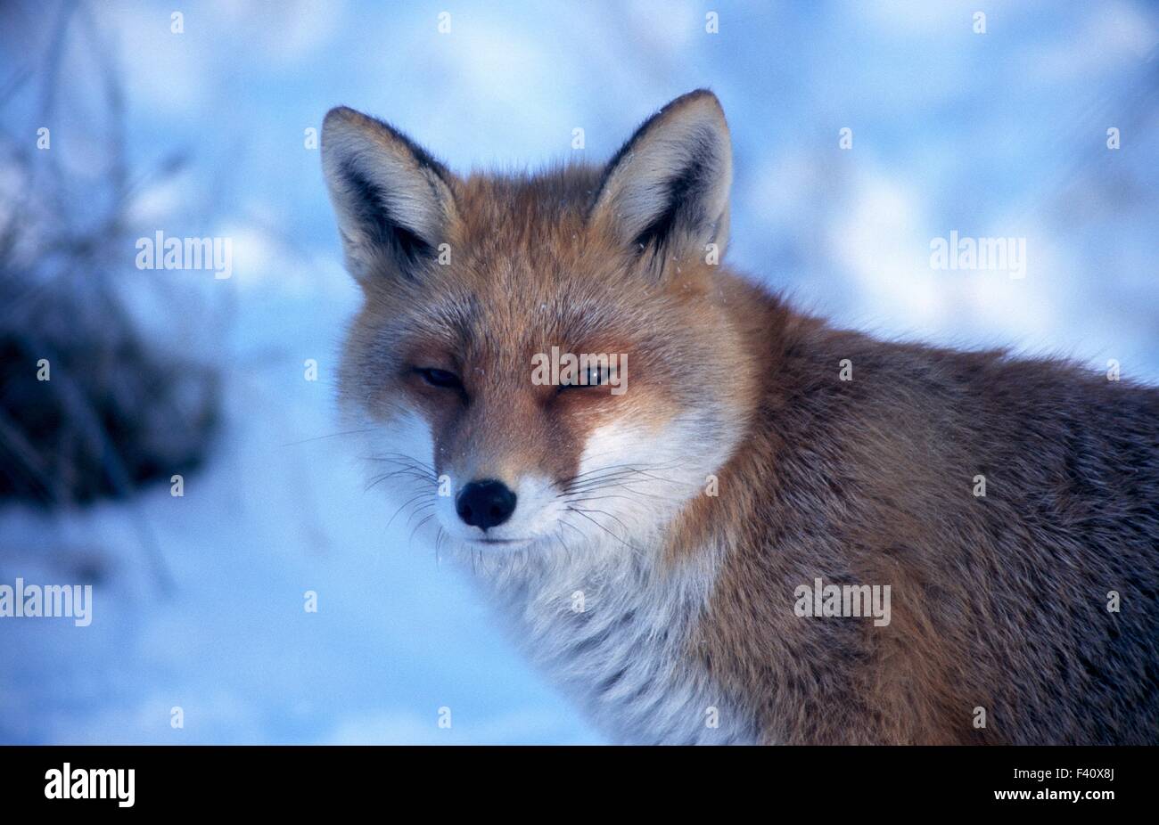 Fuchs rotfuchs -Fotos und -Bildmaterial in hoher Auflösung – Alamy