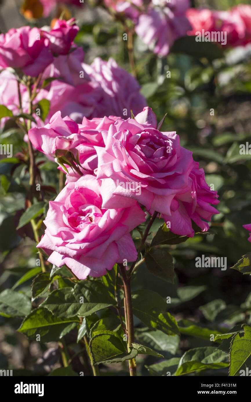 Rosa eliza -Fotos und -Bildmaterial in hoher Auflösung – Alamy