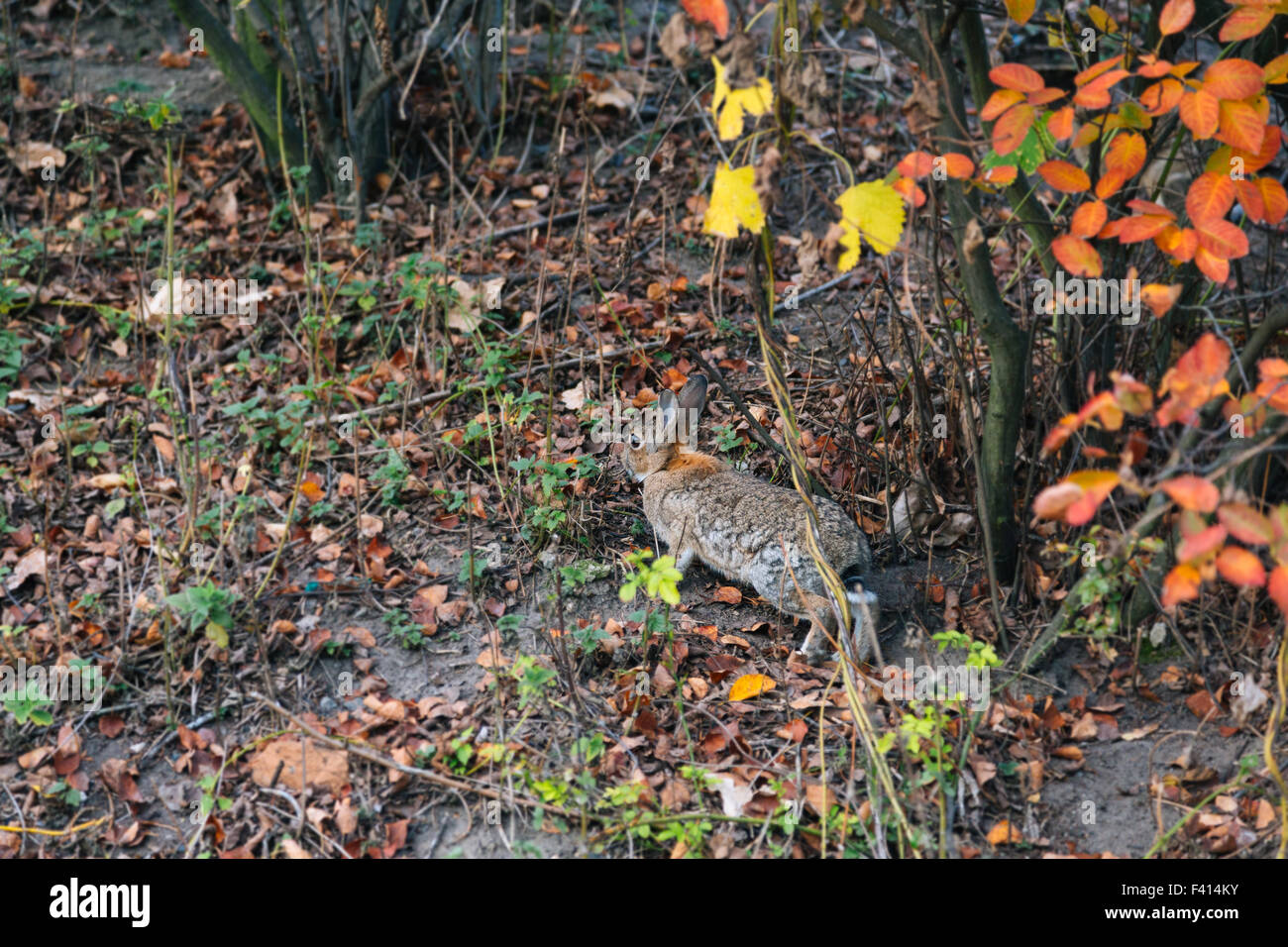 Springender hase -Fotos und -Bildmaterial in hoher Auflösung – Alamy