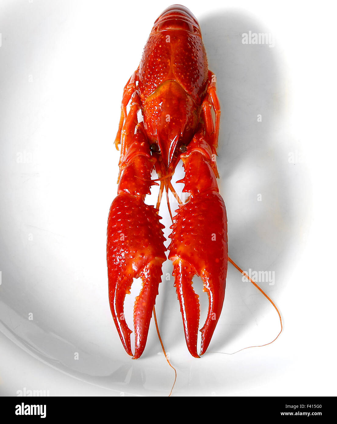 roten Flusskrebse gekocht europäischen Austropotamobius Pallipes auf ...