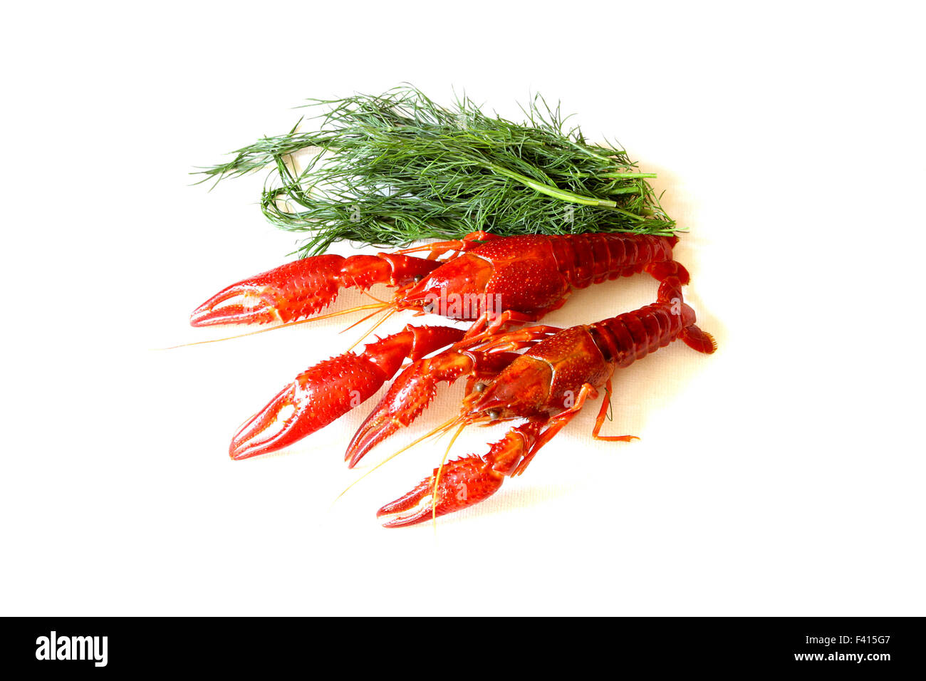 roten Flusskrebse gekocht europäischen Austropotamobius Pallipes auf ...