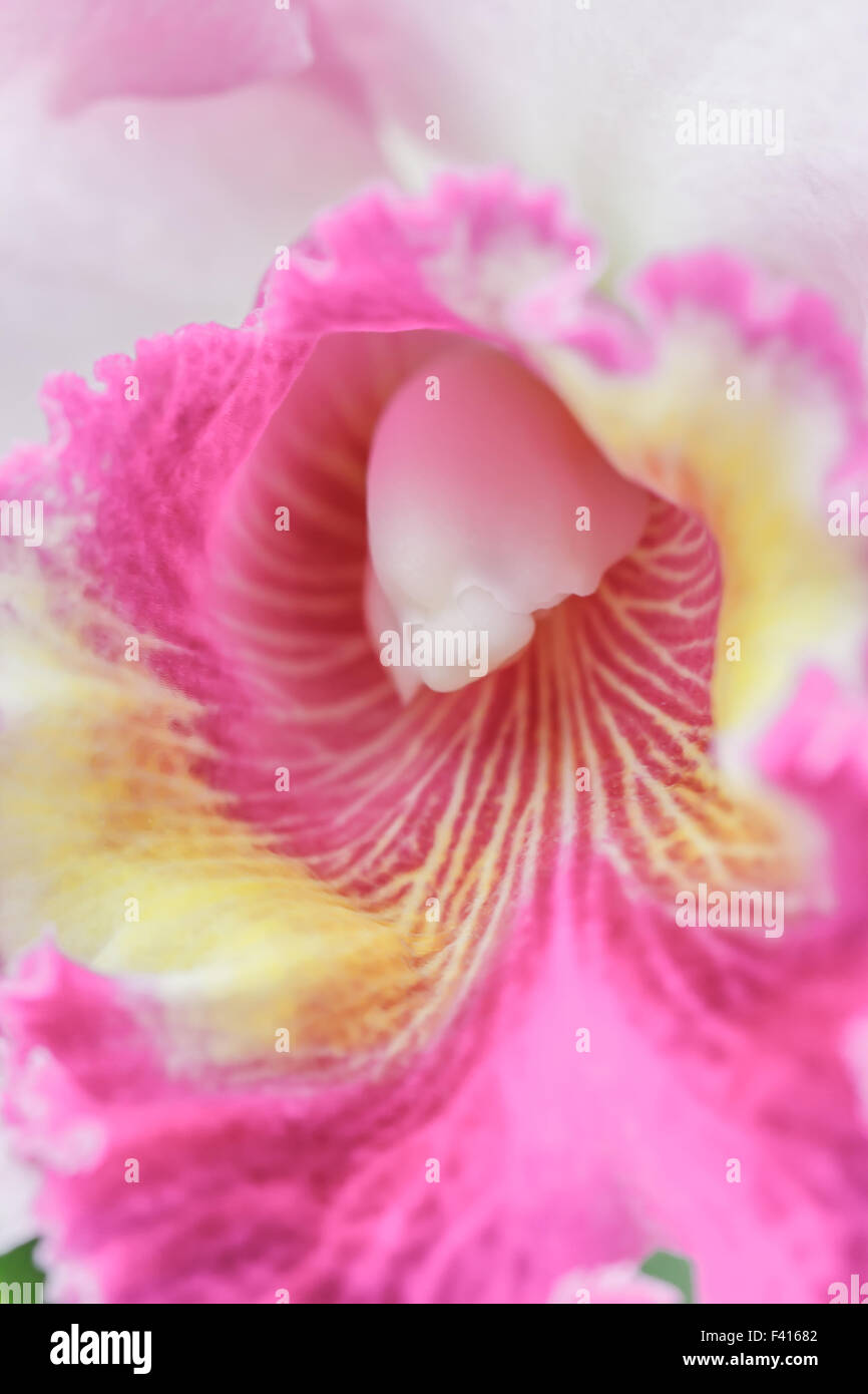 Cattleya Labiata Orchideen Stockfotografie - Alamy