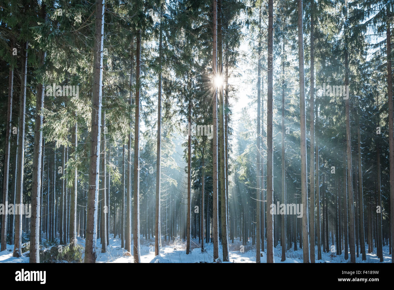 Naturwald im winter sonne -Fotos und -Bildmaterial in hoher Auflösung ...