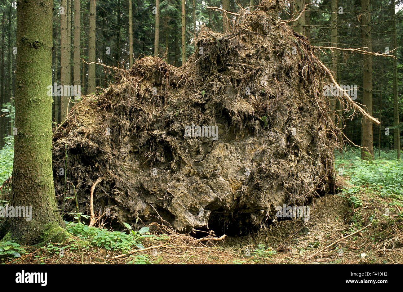 Spruce root -Fotos und -Bildmaterial in hoher Auflösung – Alamy
