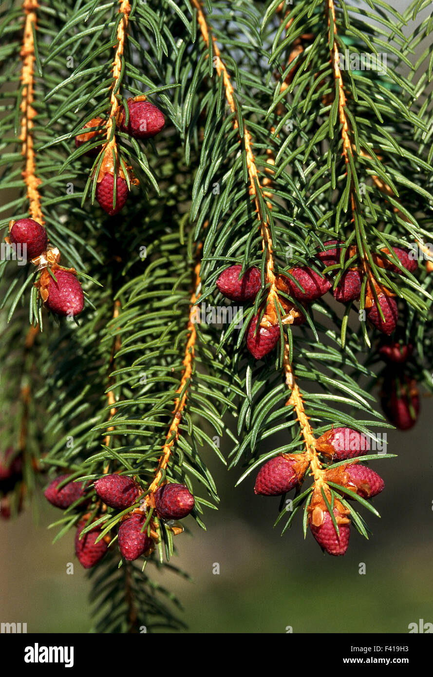 Fichte; Blüte; Nadelbaum Stockfotografie - Alamy