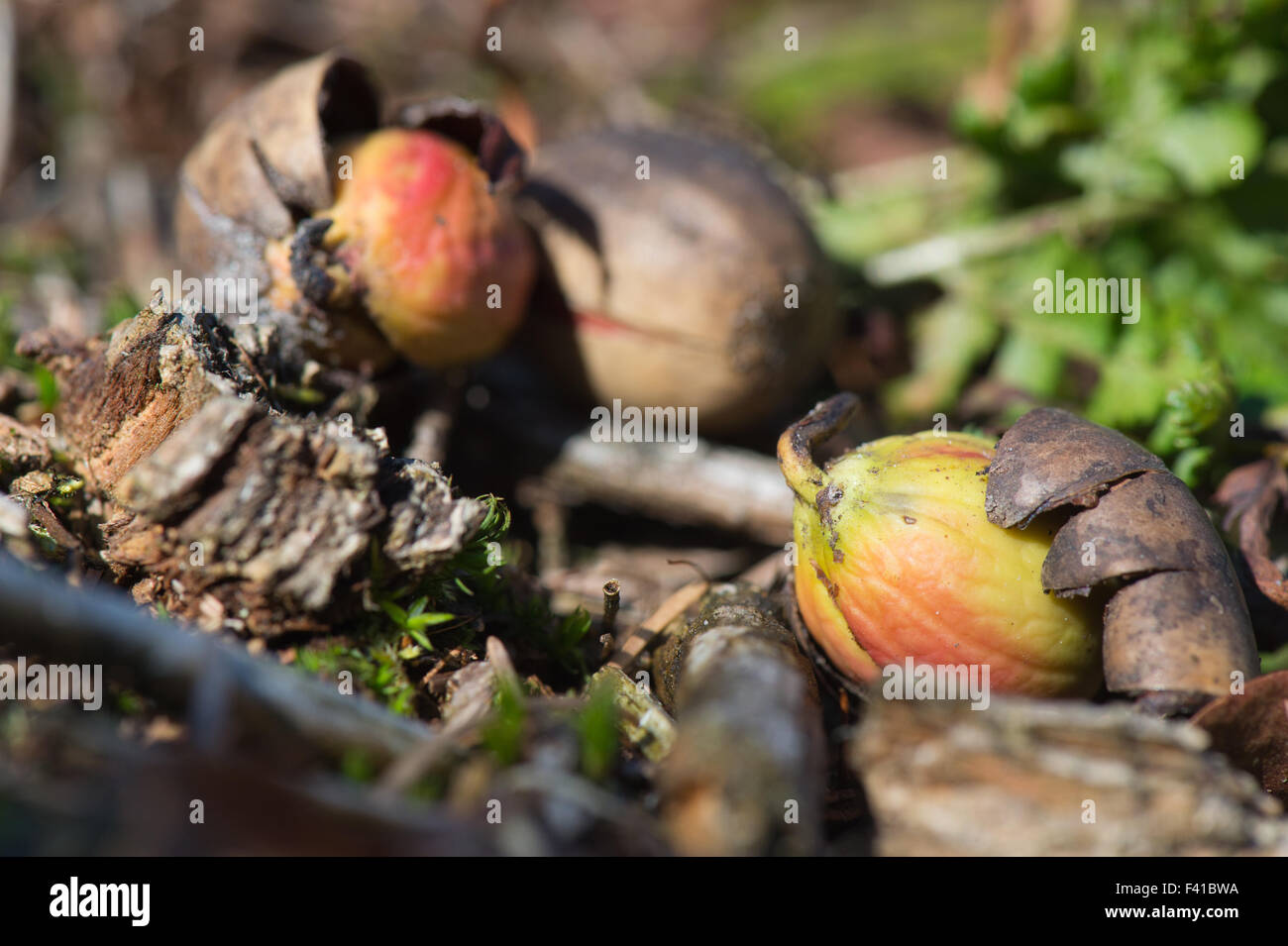 Wachsende eichel -Fotos und -Bildmaterial in hoher Auflösung – Alamy