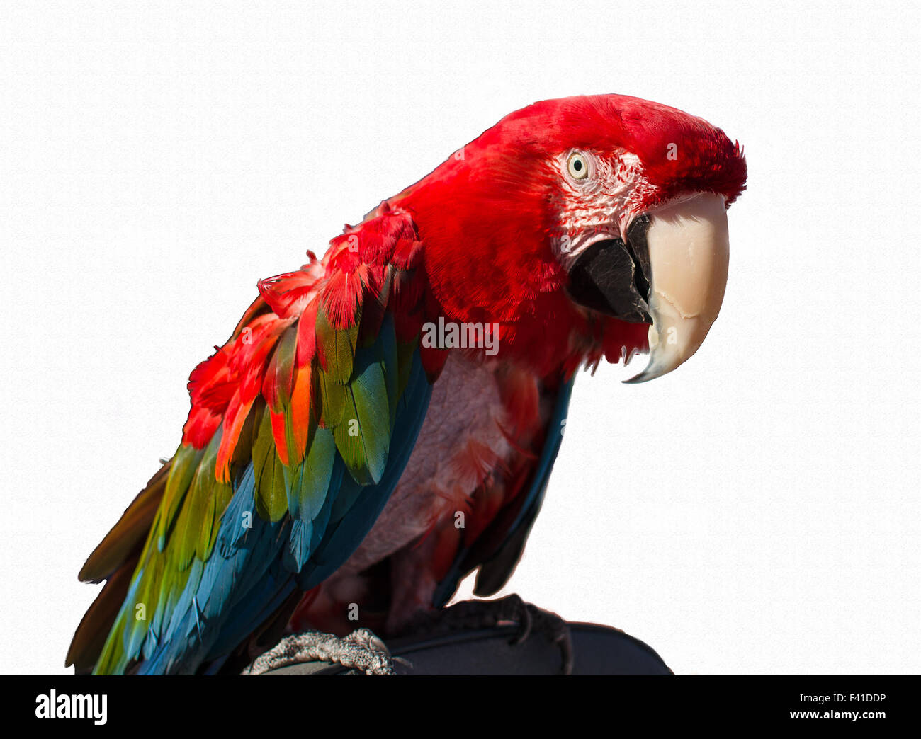 Schnabel kraftig -Fotos und -Bildmaterial in hoher Auflösung – Alamy