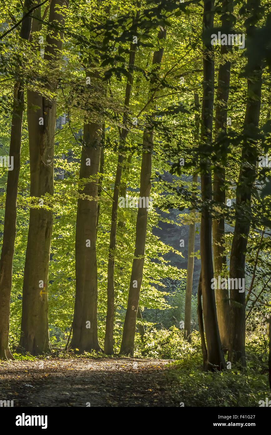 Laubwald in Niedersachsen, Deutschland Stockfotografie - Alamy