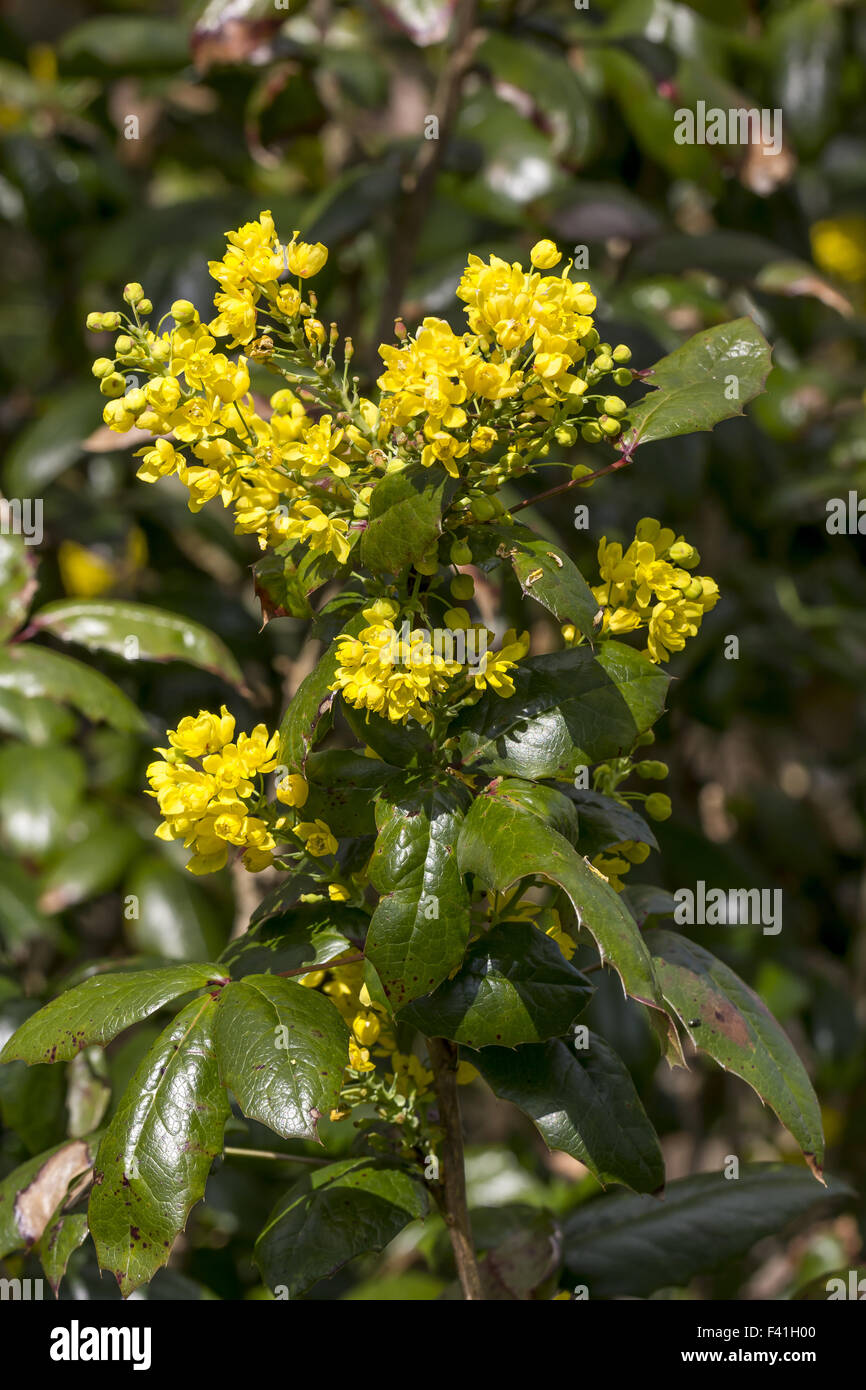 Mahonia aquifolium -Fotos und -Bildmaterial in hoher Auflösung – Alamy