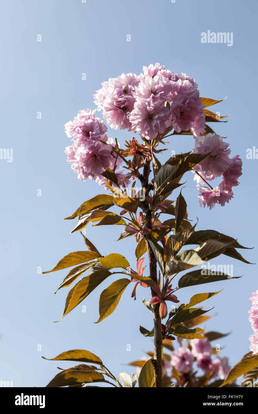 Prunus Serrulata Blute