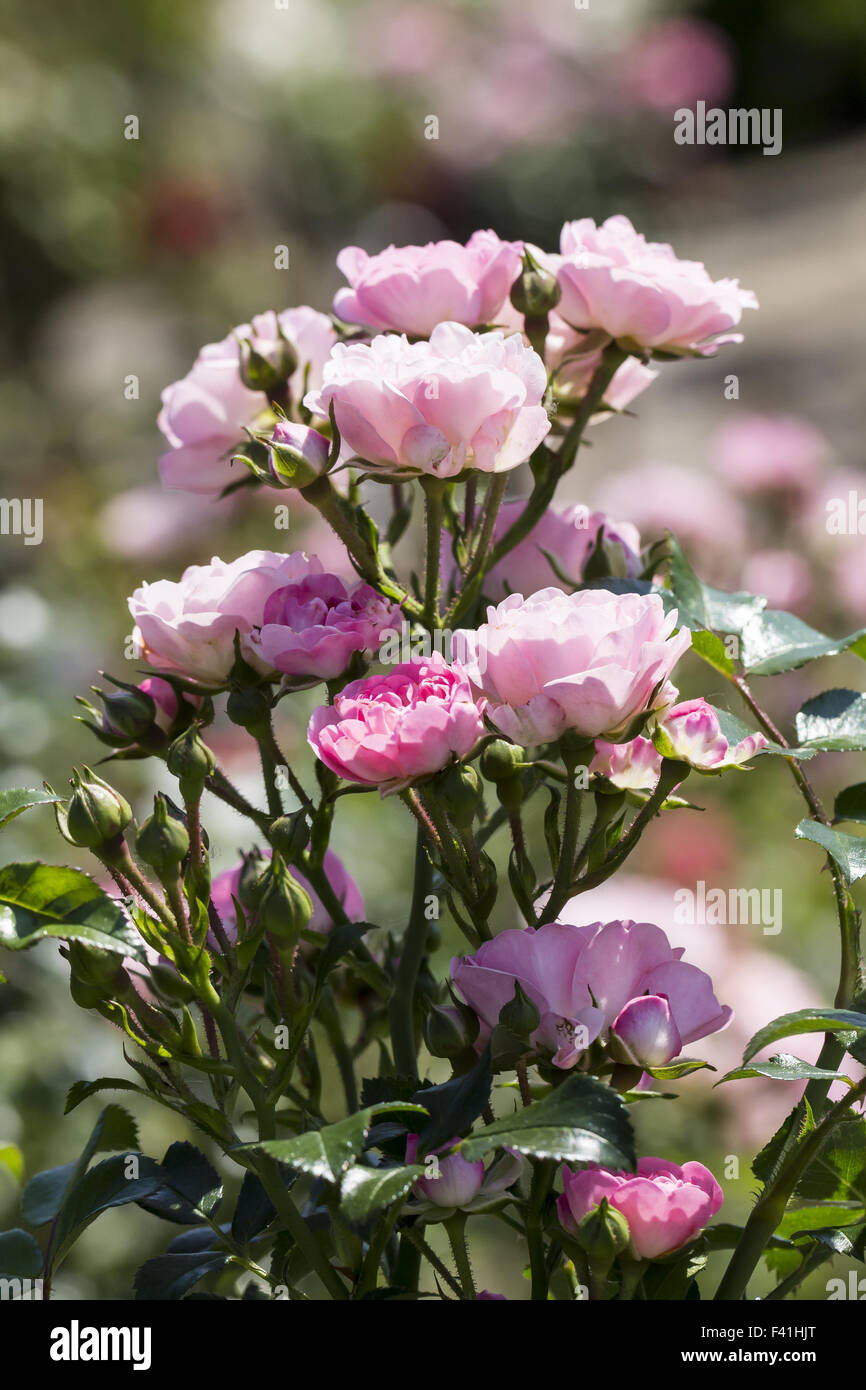 Ornamental rose rosa the fairy -Fotos und -Bildmaterial in hoher ...