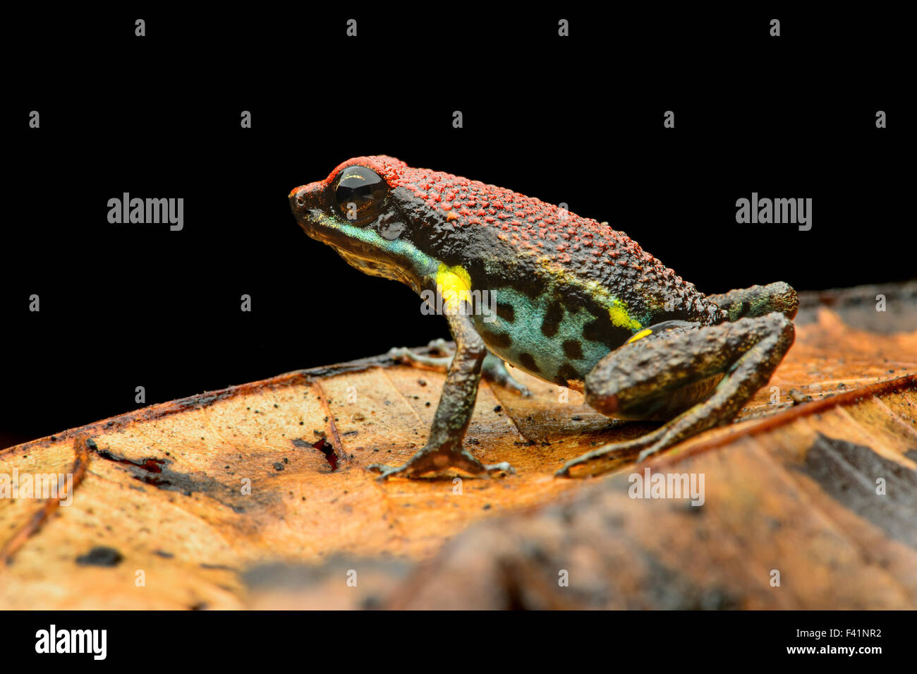 Sanguine poison Frog oder Zaparos poison Frog (Allobates Zaparo ...