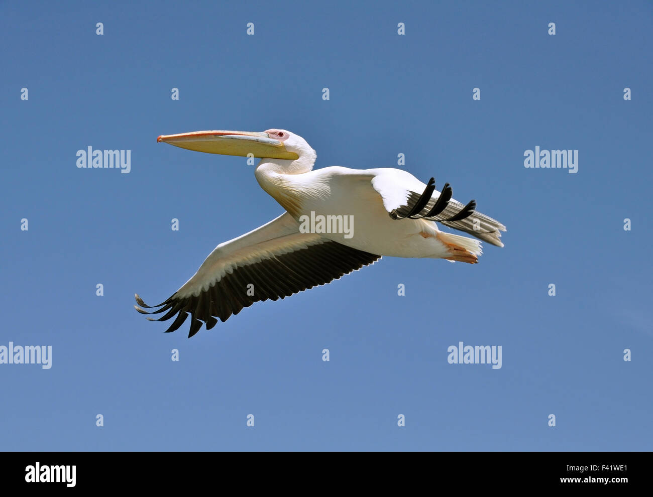 Pelikan float -Fotos und -Bildmaterial in hoher Auflösung – Alamy