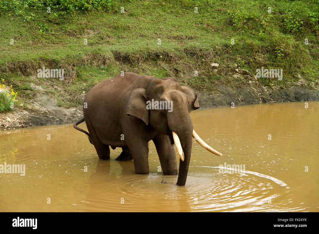 Indische nase -Fotos und -Bildmaterial in hoher Auflösung - Seite 2 - Alamy