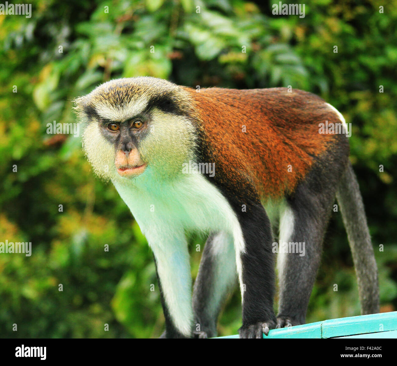 Mona Affe in der Grand Etang Forest Reserve in Grenada Stockfotografie ...
