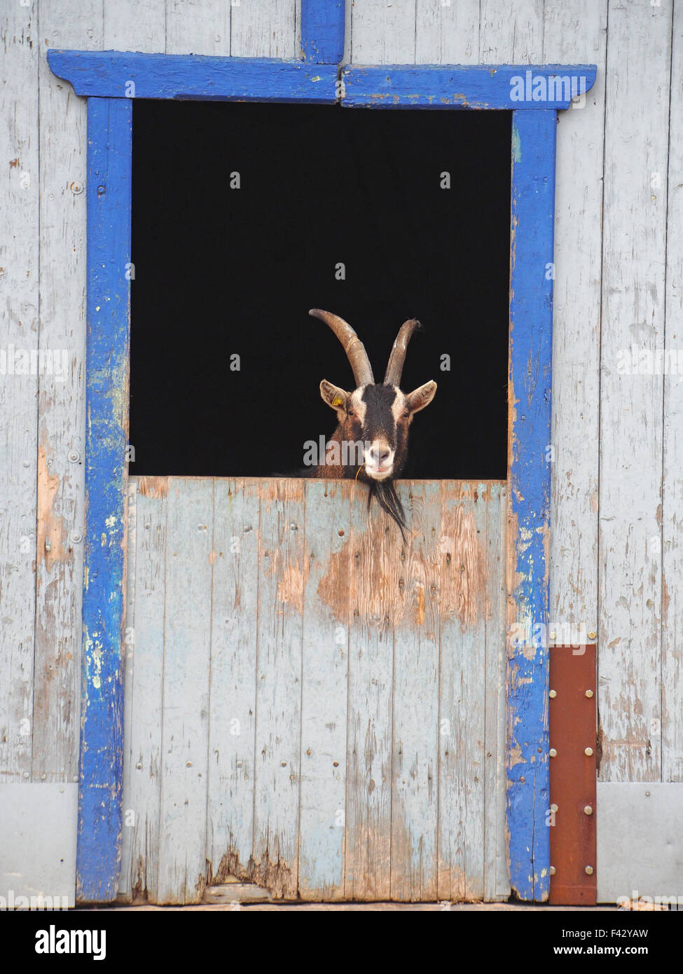 Ziege bock stall -Fotos und -Bildmaterial in hoher Auflösung – Alamy