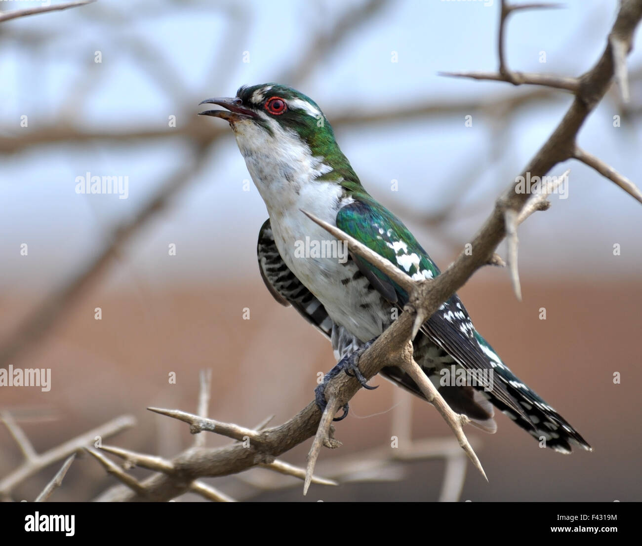 Klaas cuckoo -Fotos und -Bildmaterial in hoher Auflösung – Alamy