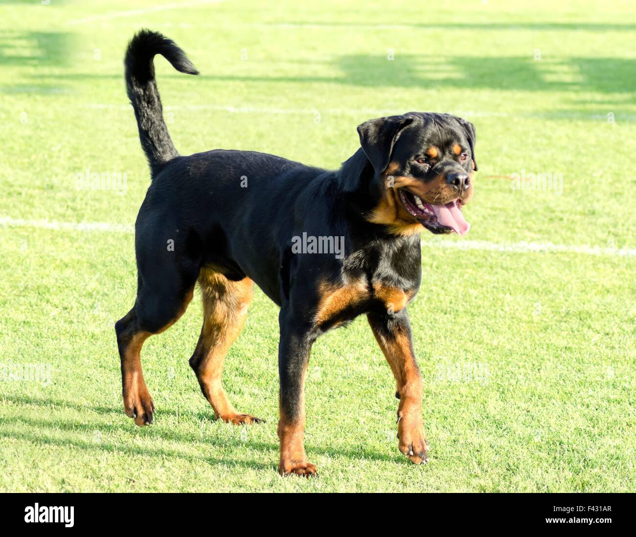 Rottweiler zwinger -Fotos und -Bildmaterial in hoher Auflösung – Alamy