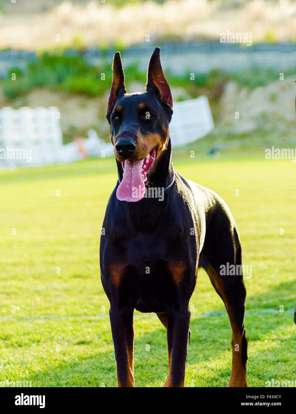 Tan Doberman Pinscher Hübsche Vintage Lebensechte DOBERMAN PINSCHER