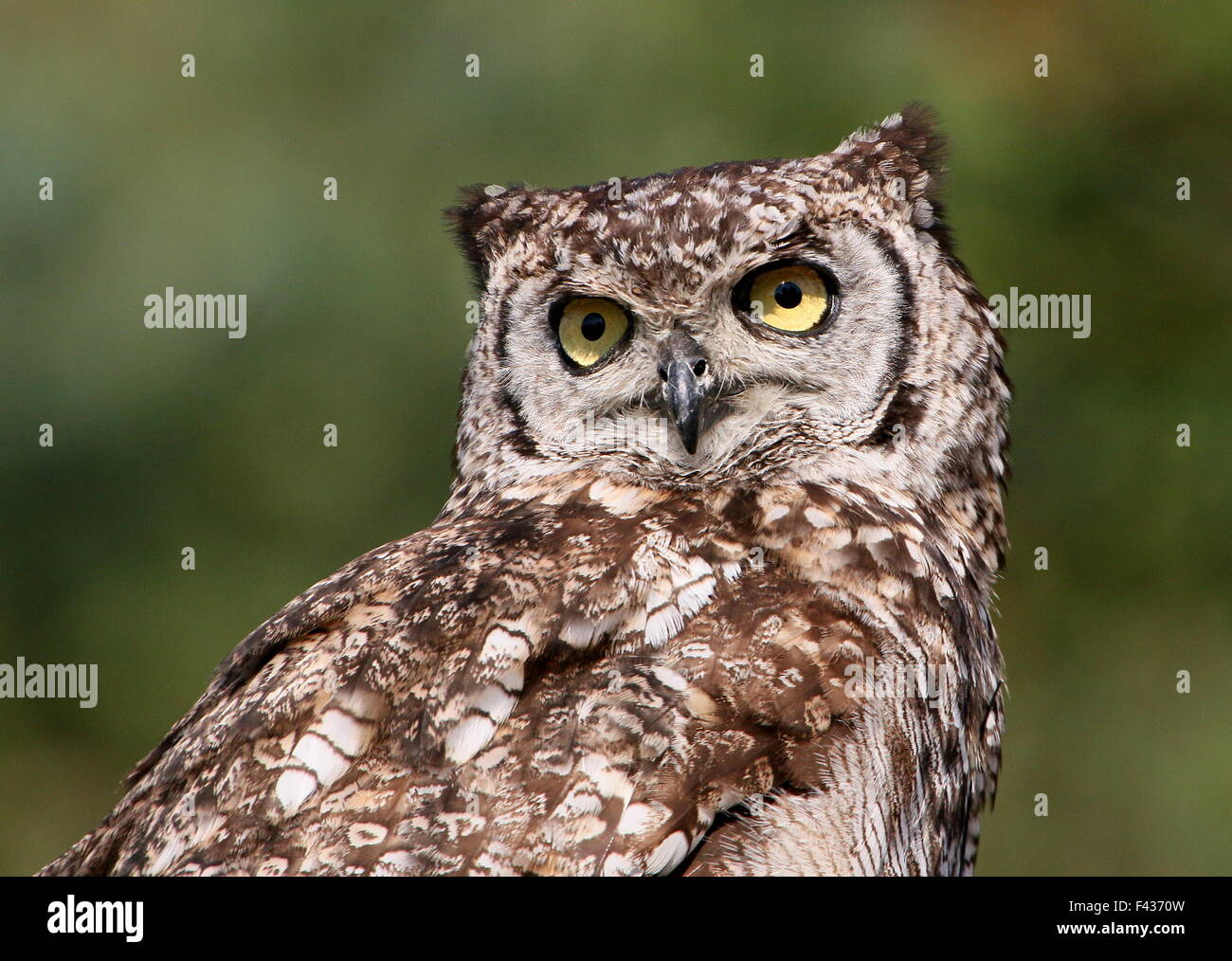 Afrikaanse oehoe -Fotos und -Bildmaterial in hoher Auflösung – Alamy