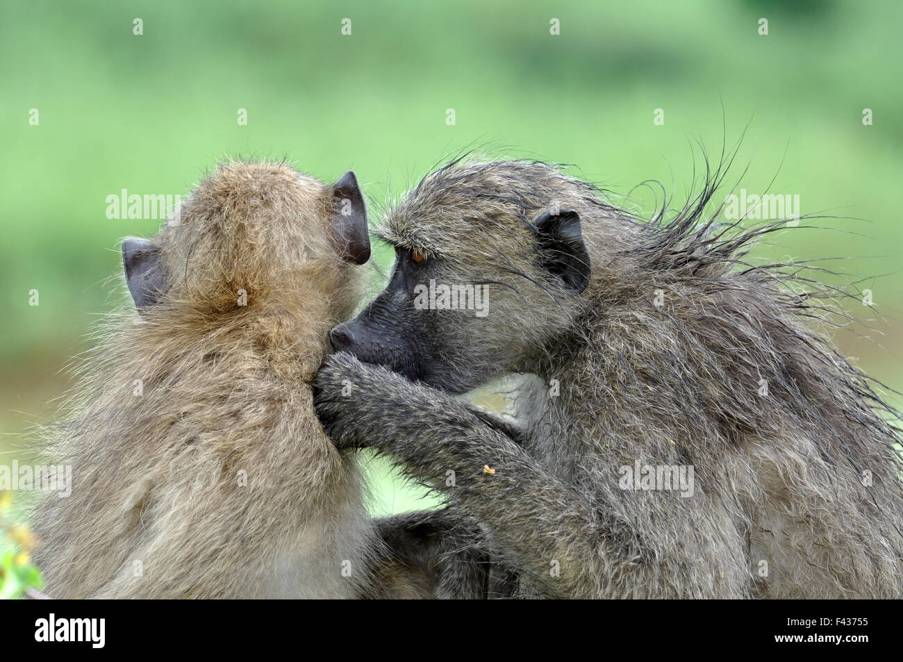 Chacma paviane pflegen -Fotos und -Bildmaterial in hoher Auflösung – Alamy