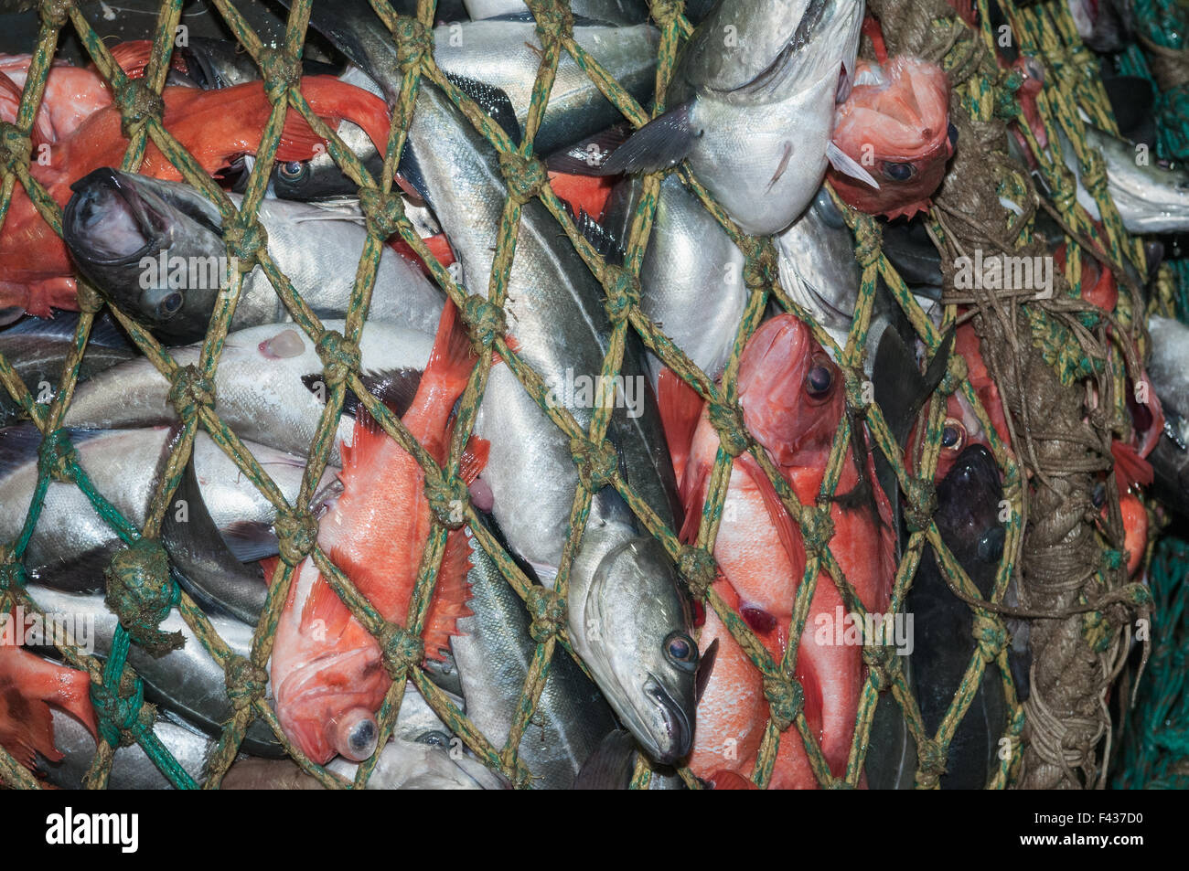 Atlantischer rotbarsch -Fotos und -Bildmaterial in hoher Auflösung – Alamy