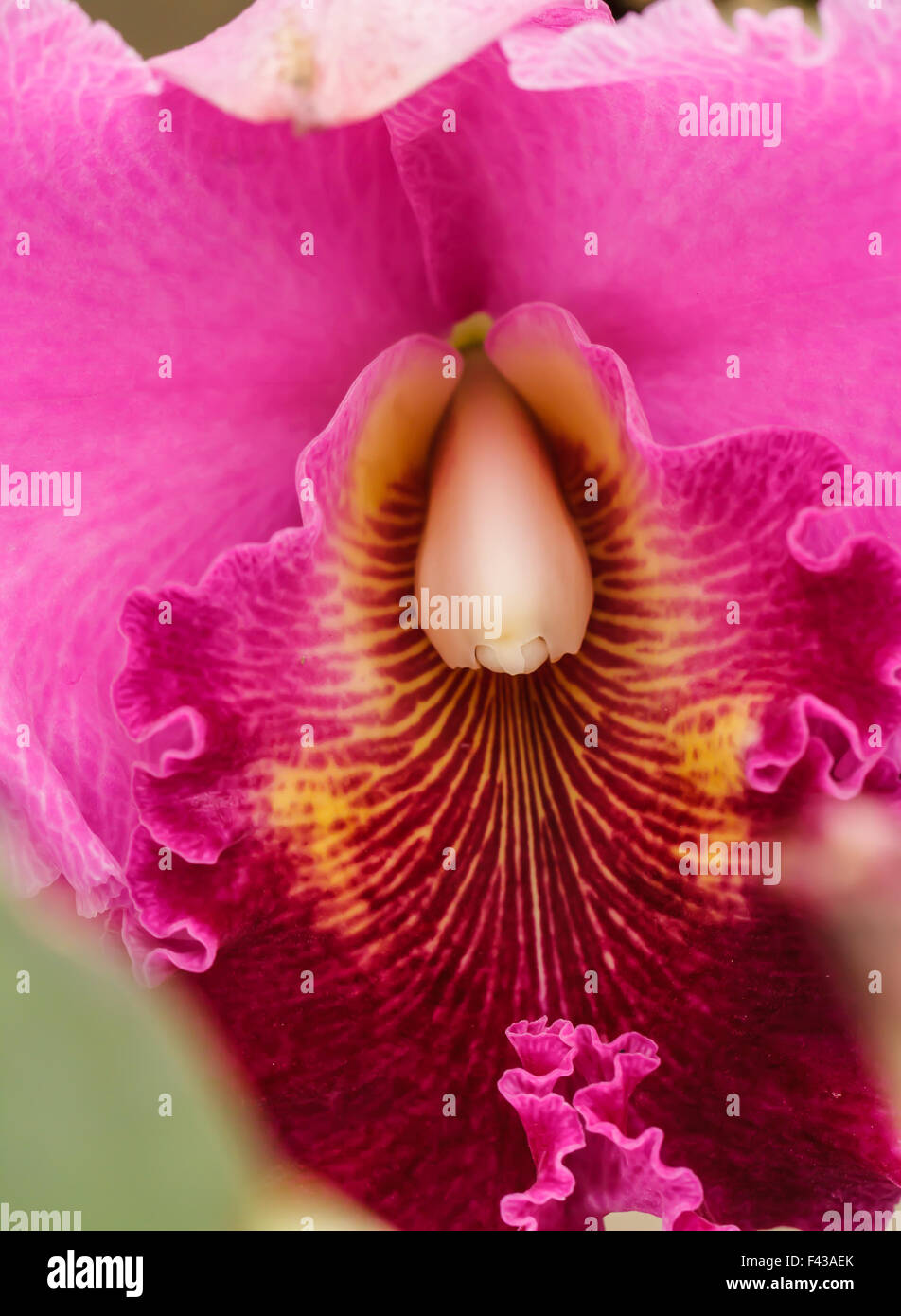 Ruby lipped cattleya -Fotos und -Bildmaterial in hoher Auflösung – Alamy