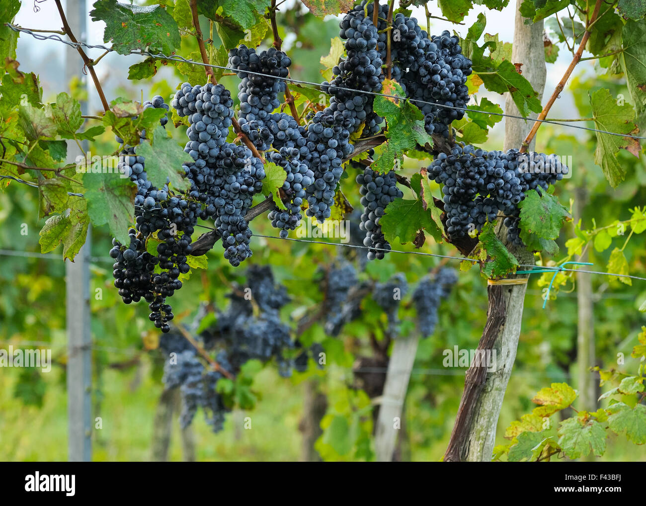 Lese weintrauben -Fotos und -Bildmaterial in hoher Auflösung – Alamy