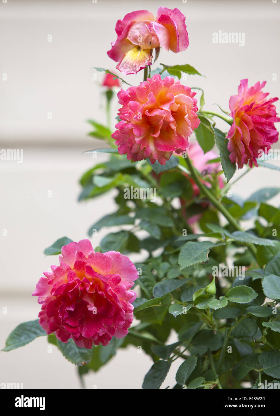 Bush rose -Fotos und -Bildmaterial in hoher Auflösung – Alamy