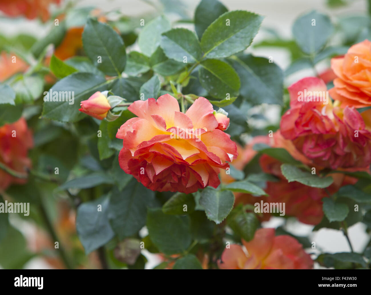 Bush rose -Fotos und -Bildmaterial in hoher Auflösung – Alamy