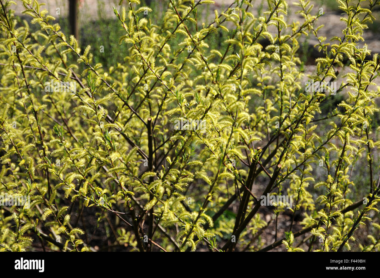 Salix purpurea -Fotos und -Bildmaterial in hoher Auflösung – Alamy