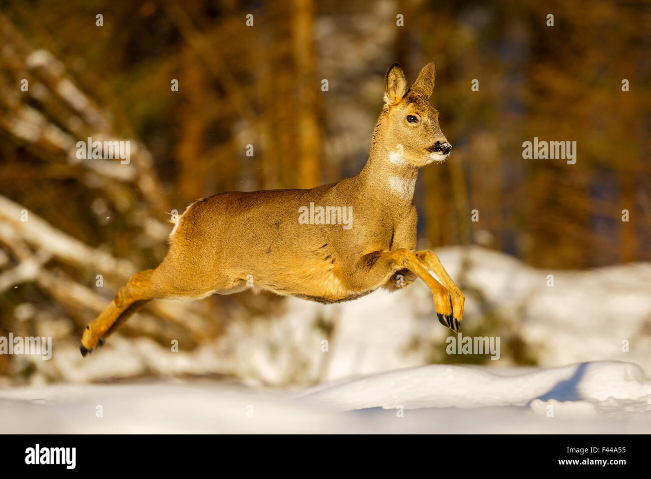 Springende Hirsche Stockfotos und -bilder Kaufen - Alamy