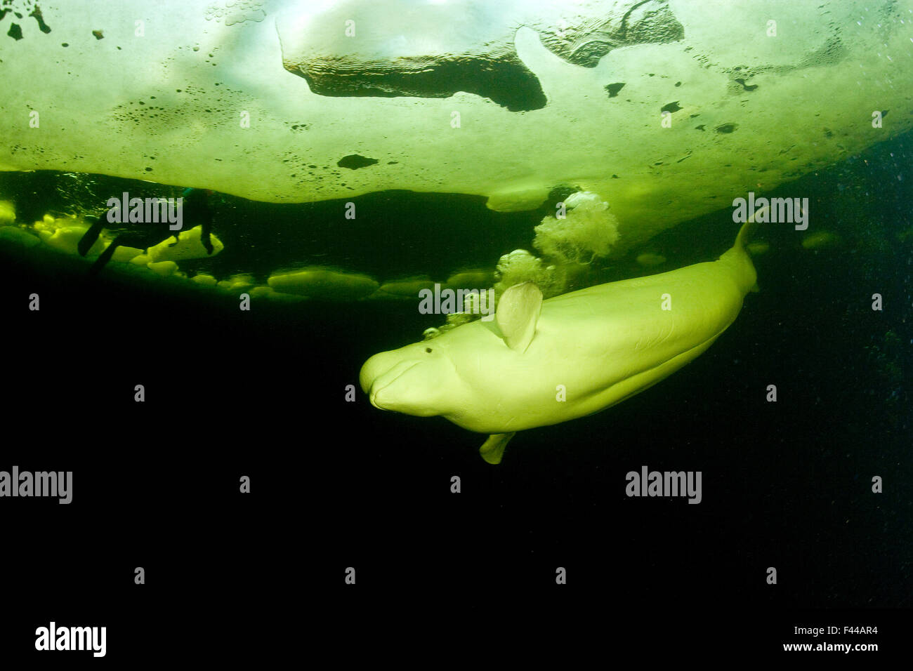 Unterwasseransicht beluga wale -Fotos und -Bildmaterial in hoher ...