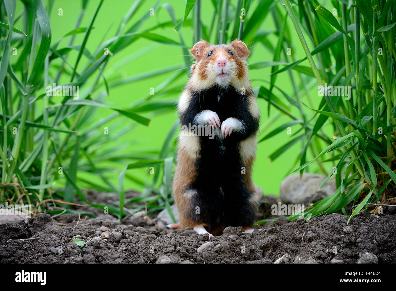 Hind limb -Fotos und -Bildmaterial in hoher Auflösung – Alamy