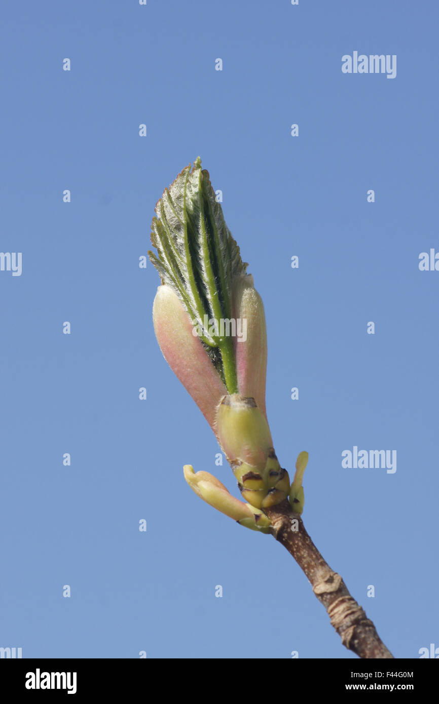 Junge ahorntriebe -Fotos und -Bildmaterial in hoher Auflösung – Alamy