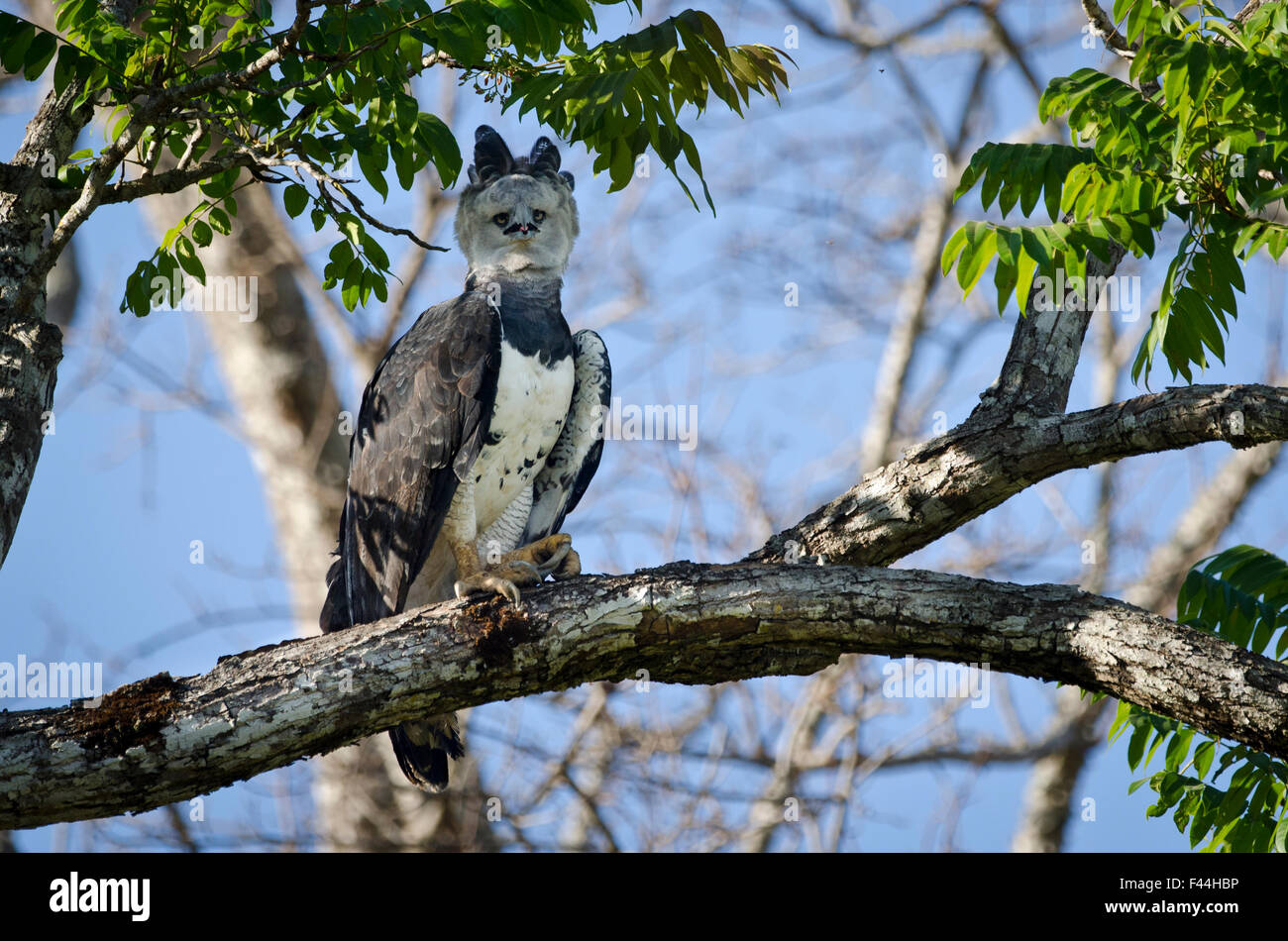 Female Harpy Stockfotos und -bilder Kaufen - Alamy