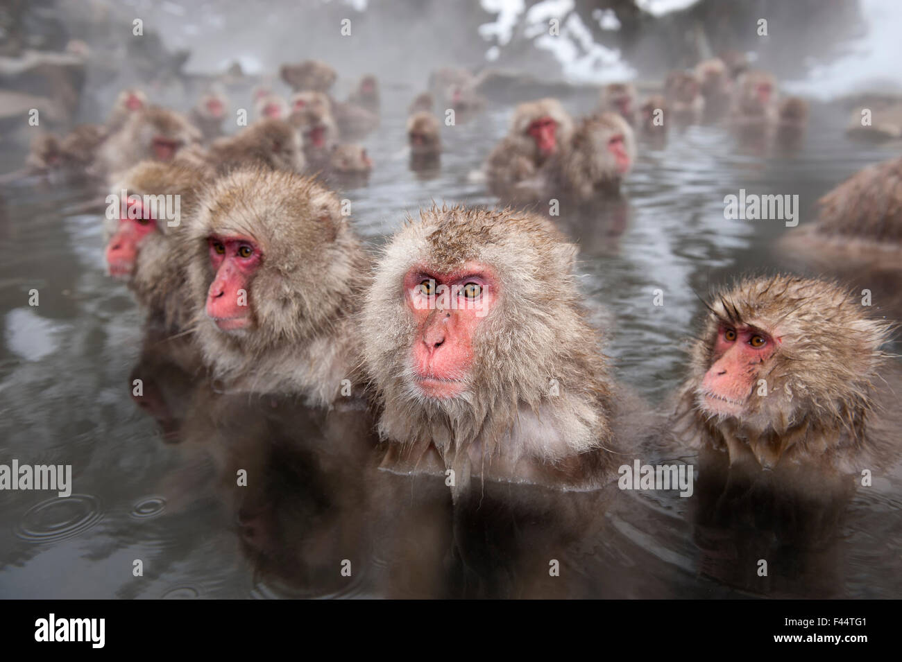 Japanischen Makaken (Macaca Fuscata) in Hot Springs, Jigokudani, Nagano ...
