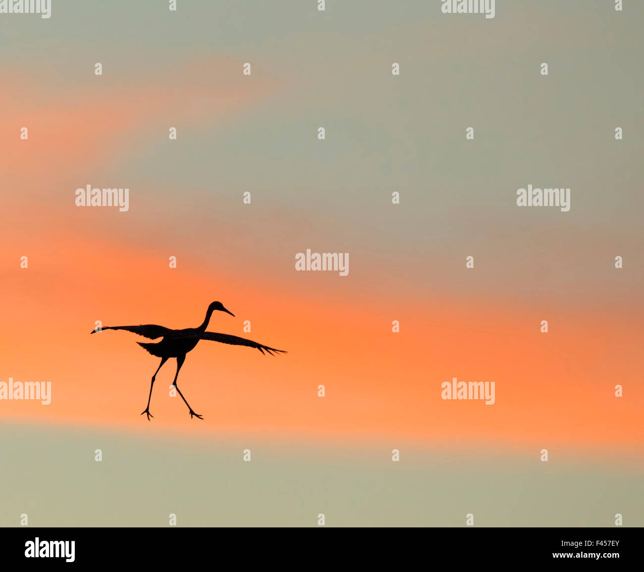 Sandhill Kran (Grus Canadensis) Landung bei Sonnenuntergang. Nord ...