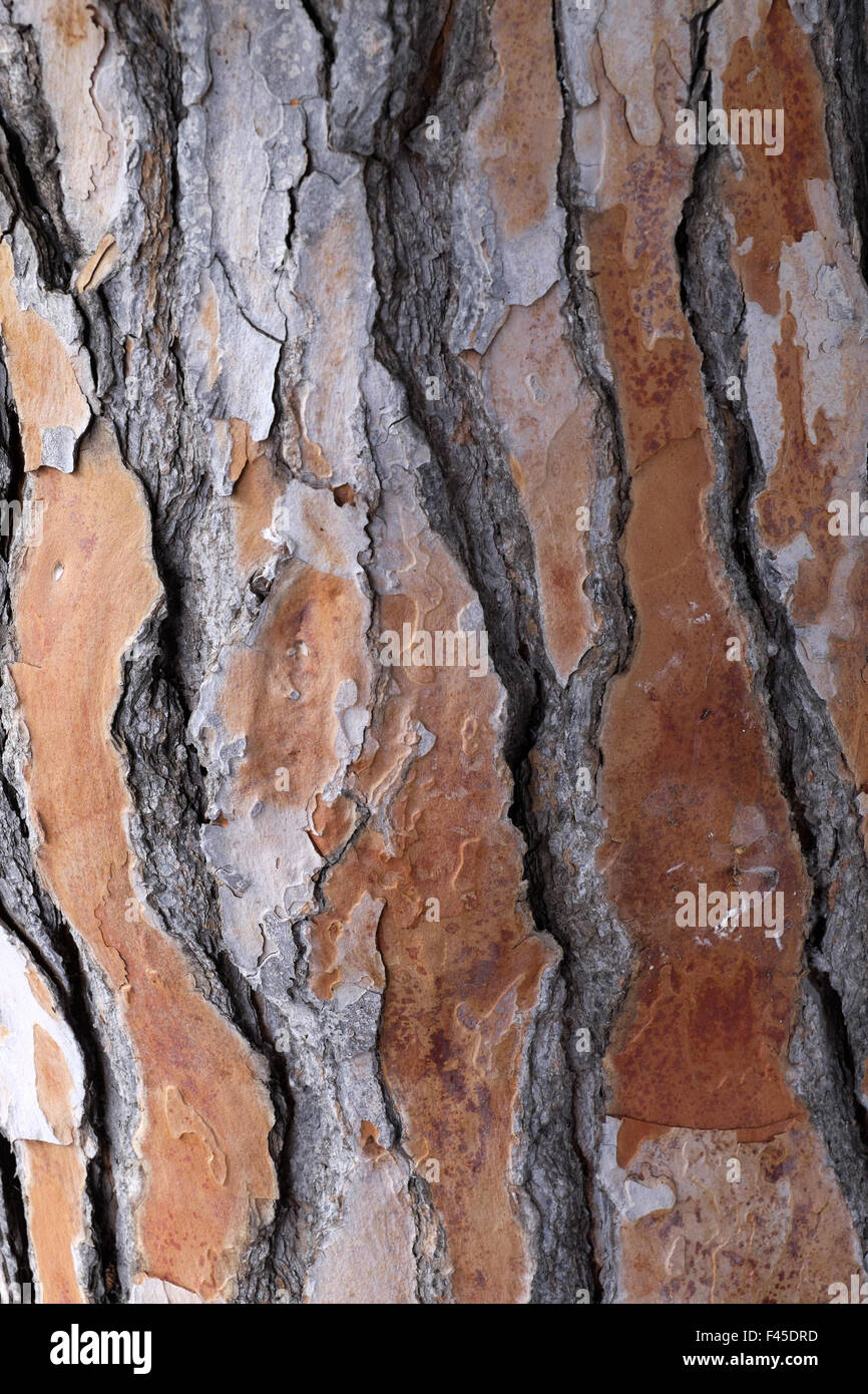Pinus Pinea Baum Stockfotos und -bilder Kaufen - Alamy