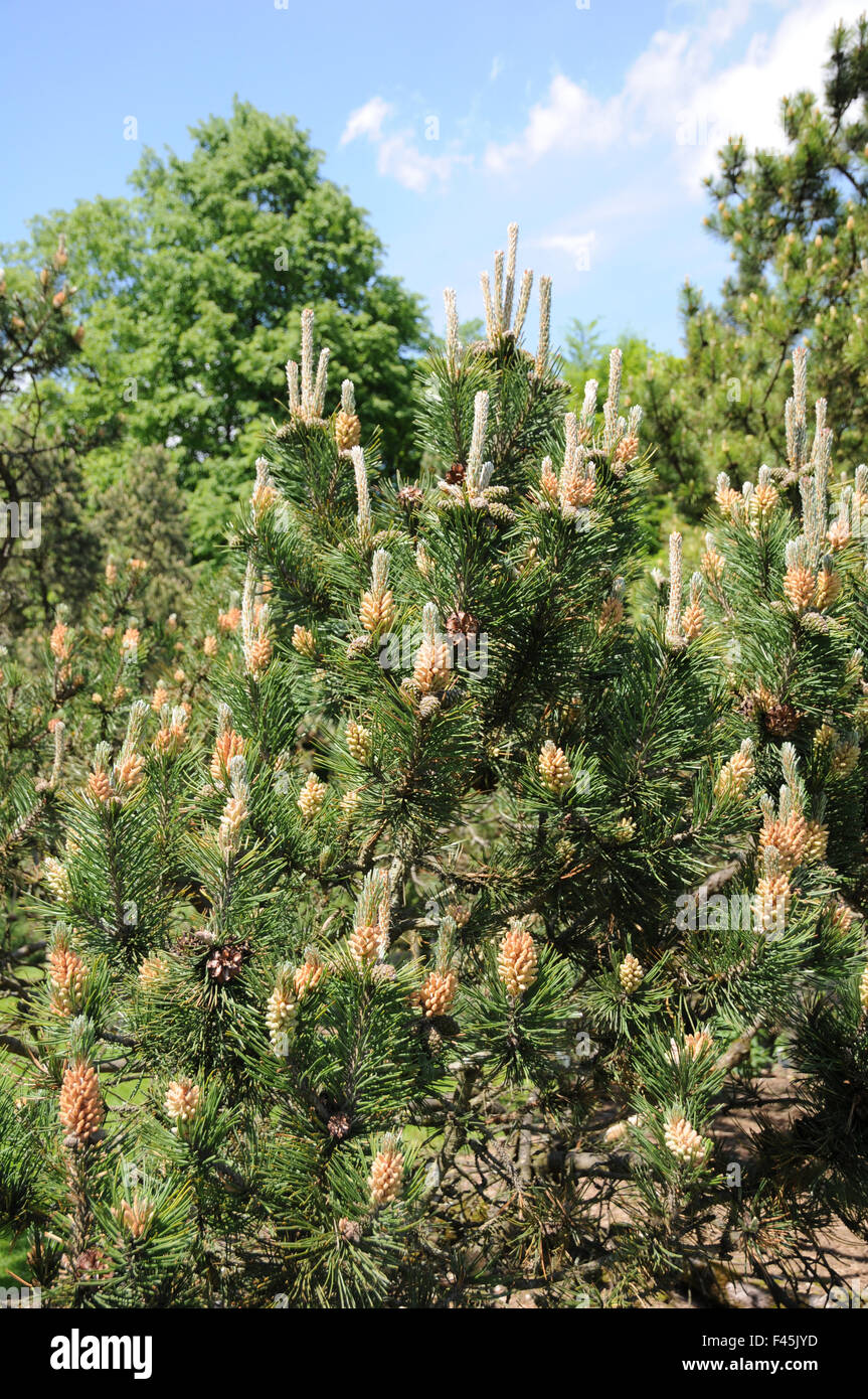 Zwerg bergkiefer pinus mugo mops -Fotos und -Bildmaterial in hoher ...