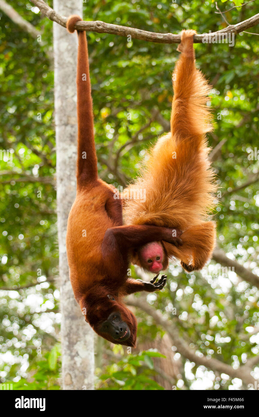 Weißer Affe Stockfotos & Weißer Affe Bilder - Alamy