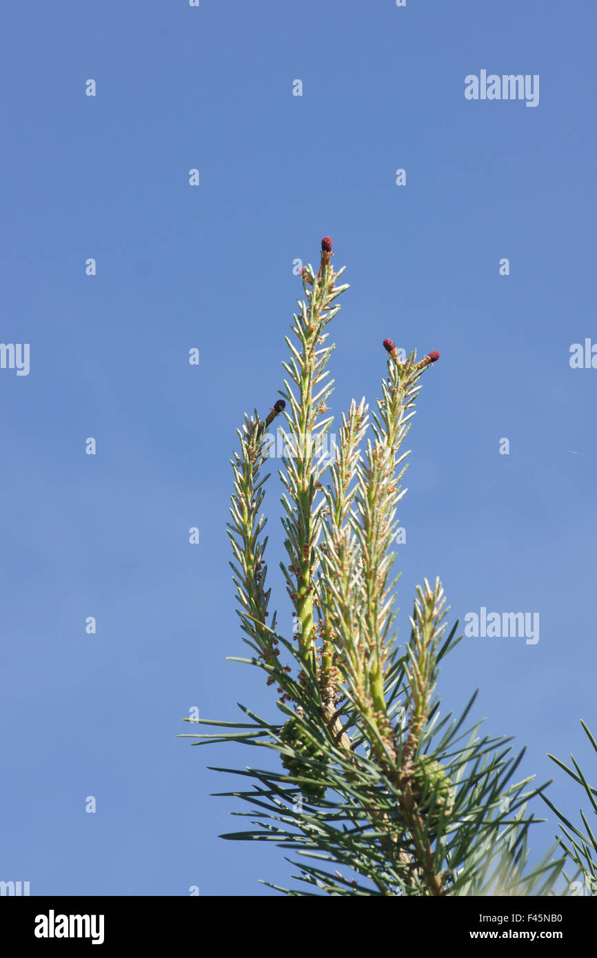 Schottische Kiefernadel Stockfotos und -bilder Kaufen - Alamy