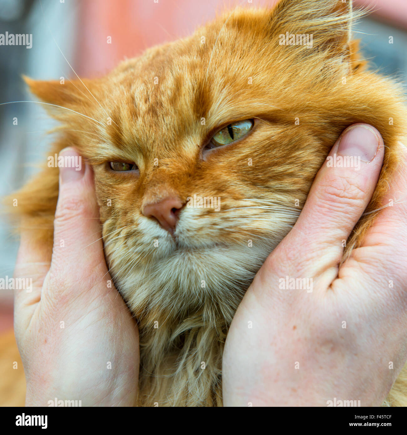 Red persian cat portrait -Fotos und -Bildmaterial in hoher Auflösung ...