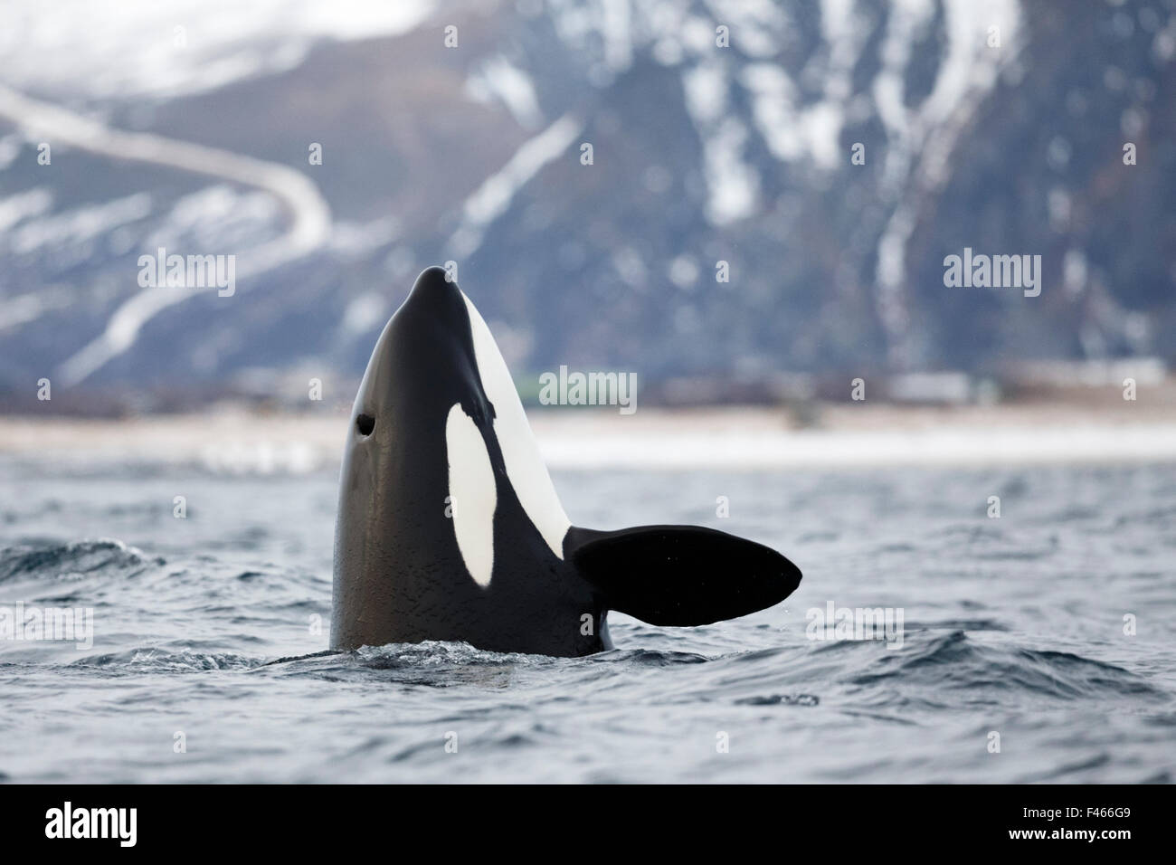 Black orca -Fotos und -Bildmaterial in hoher Auflösung – Alamy